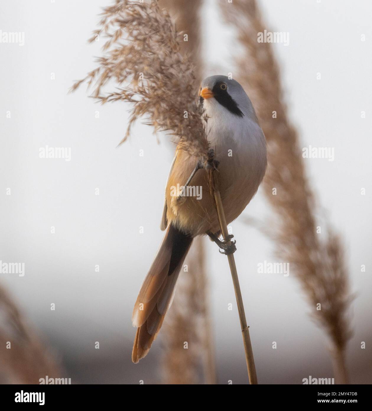Bearded reedling hi-res stock photography and images - Alamy
