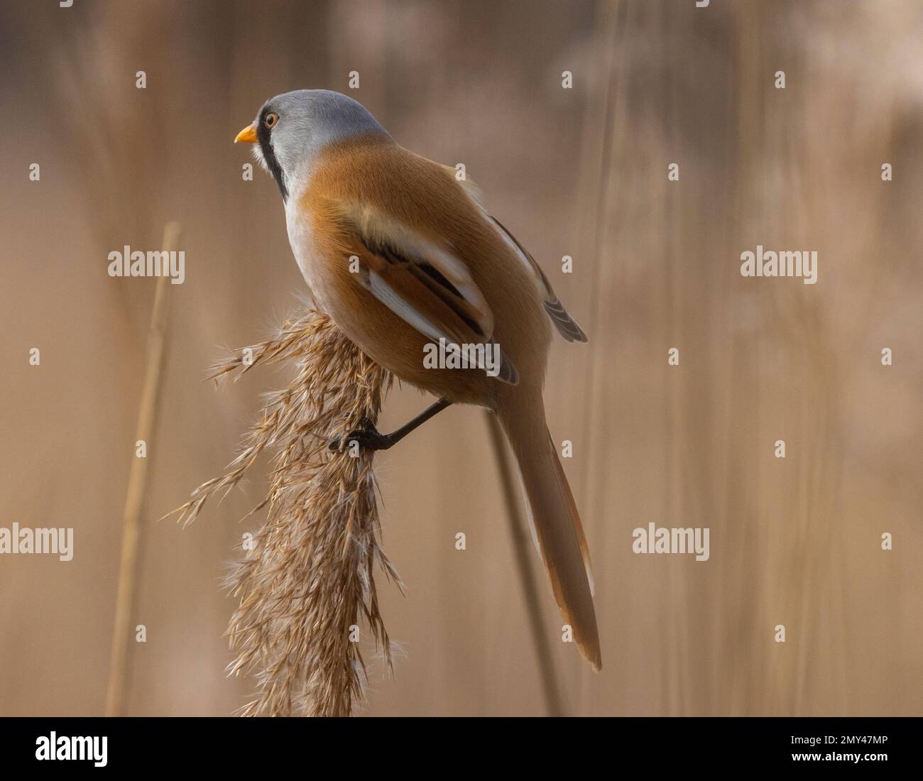 Bearded reedling taken at Radipole Lake Nature Reserve on 28/01/2023 ...