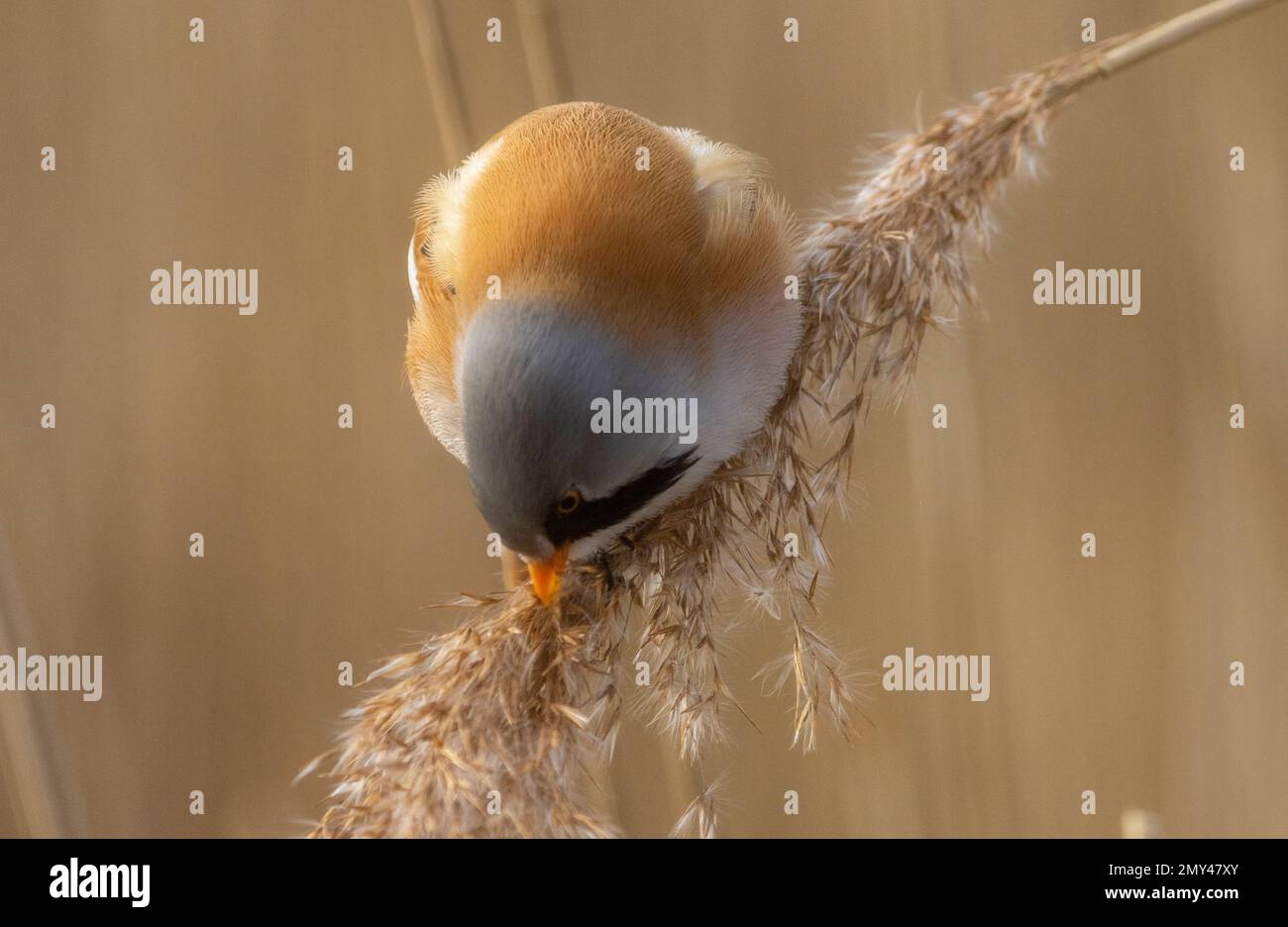 Bearded reedling taken at Radipole Lake Nature Reserve on 28/01/2023 ...