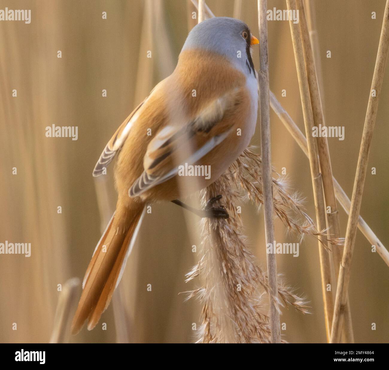 Bearded titmouse hi-res stock photography and images - Alamy