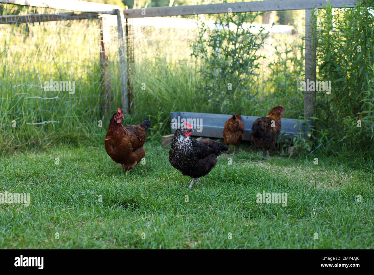 The Australorp chickens in a meadow on a sunny day Stock Photo - Alamy