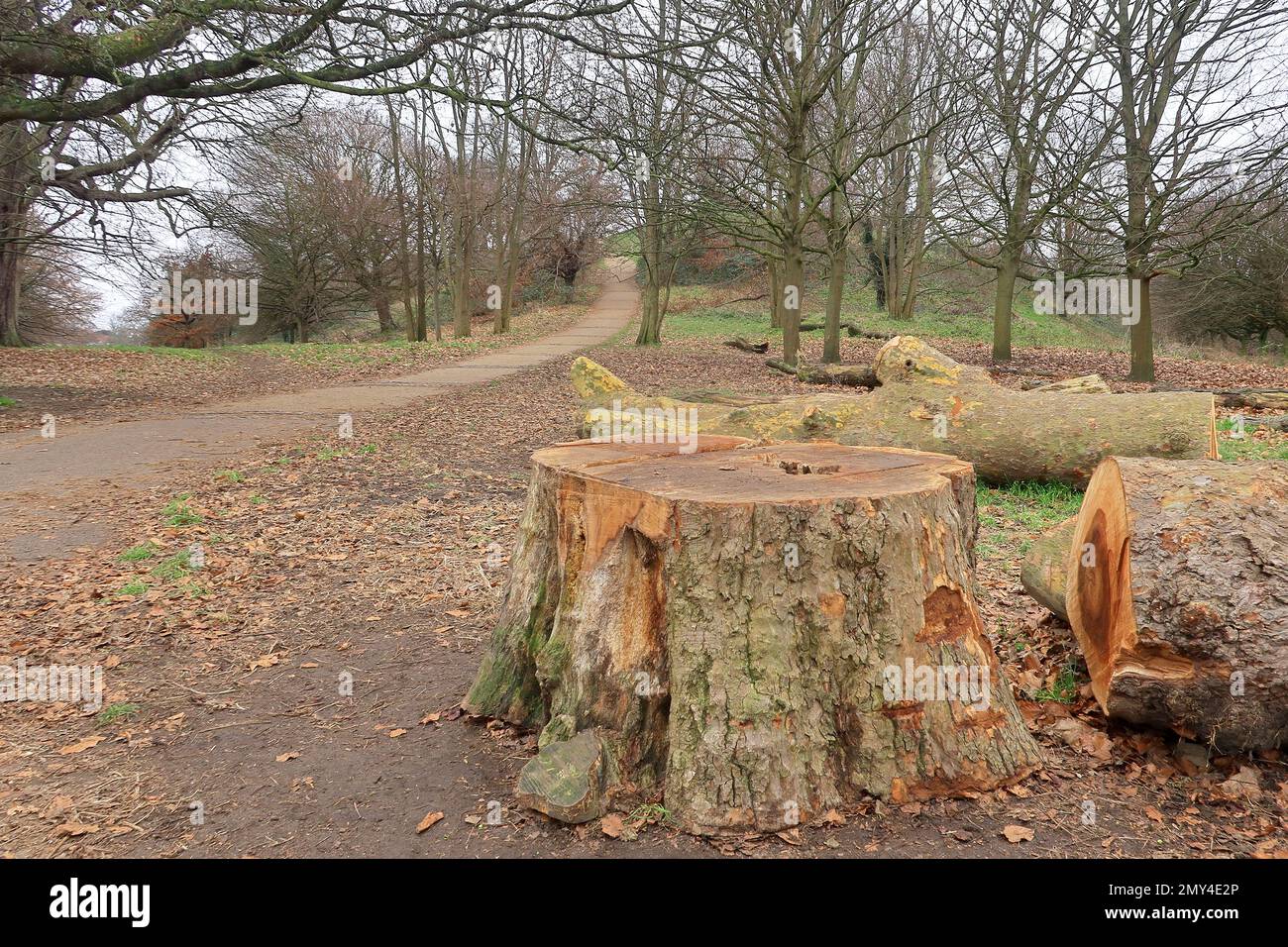 Tree trunks and fallen branches in a woodland landscape Stock Photo - Alamy