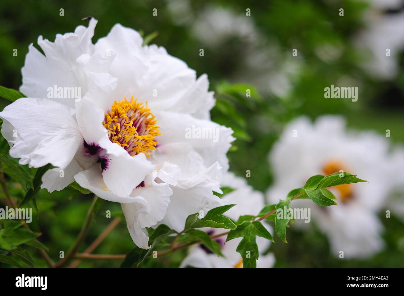Snow-white flowers of a tree-like peony, large buds with open petals ...