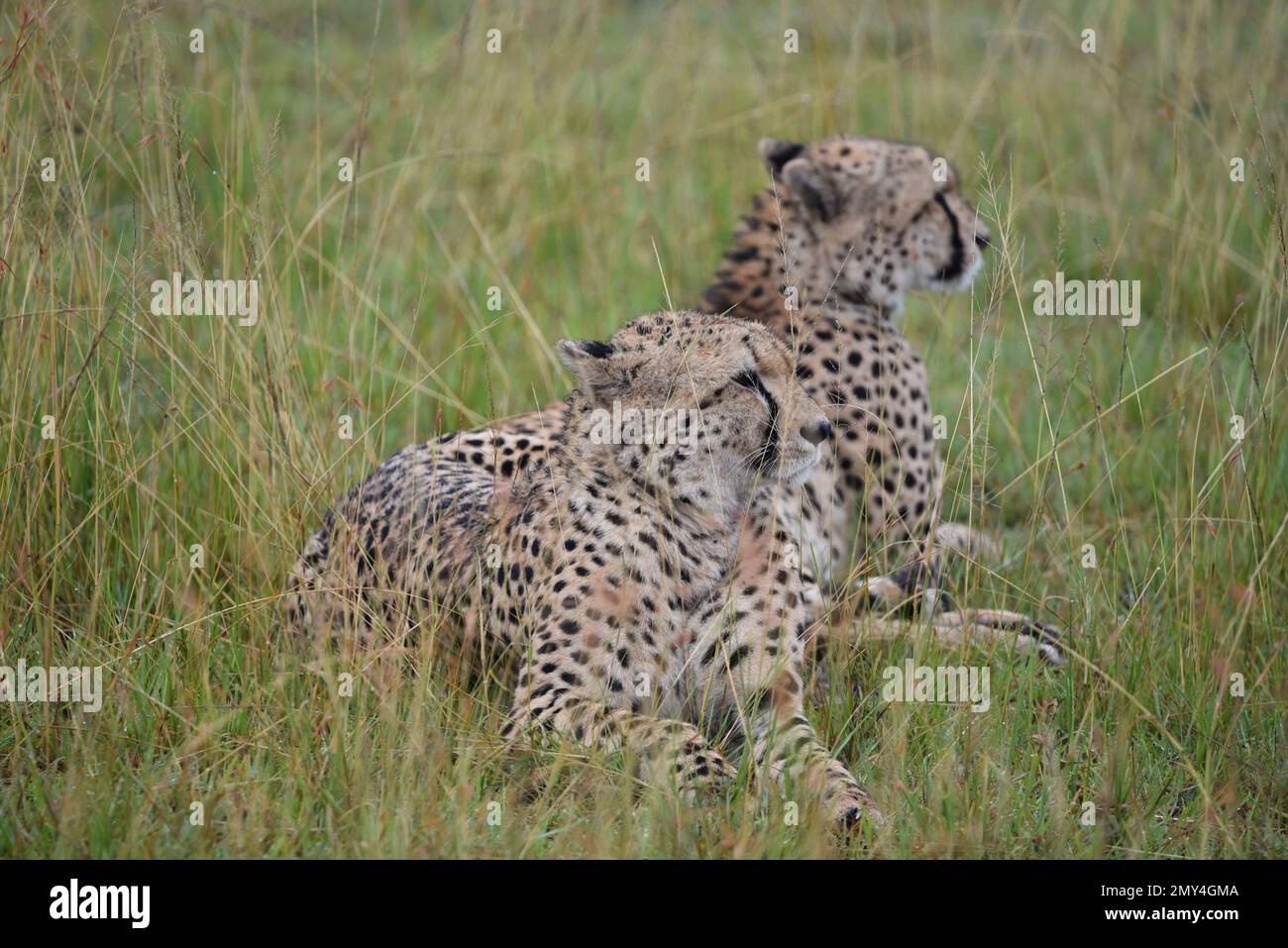 Fancy cheetah hi-res stock photography and images - Alamy