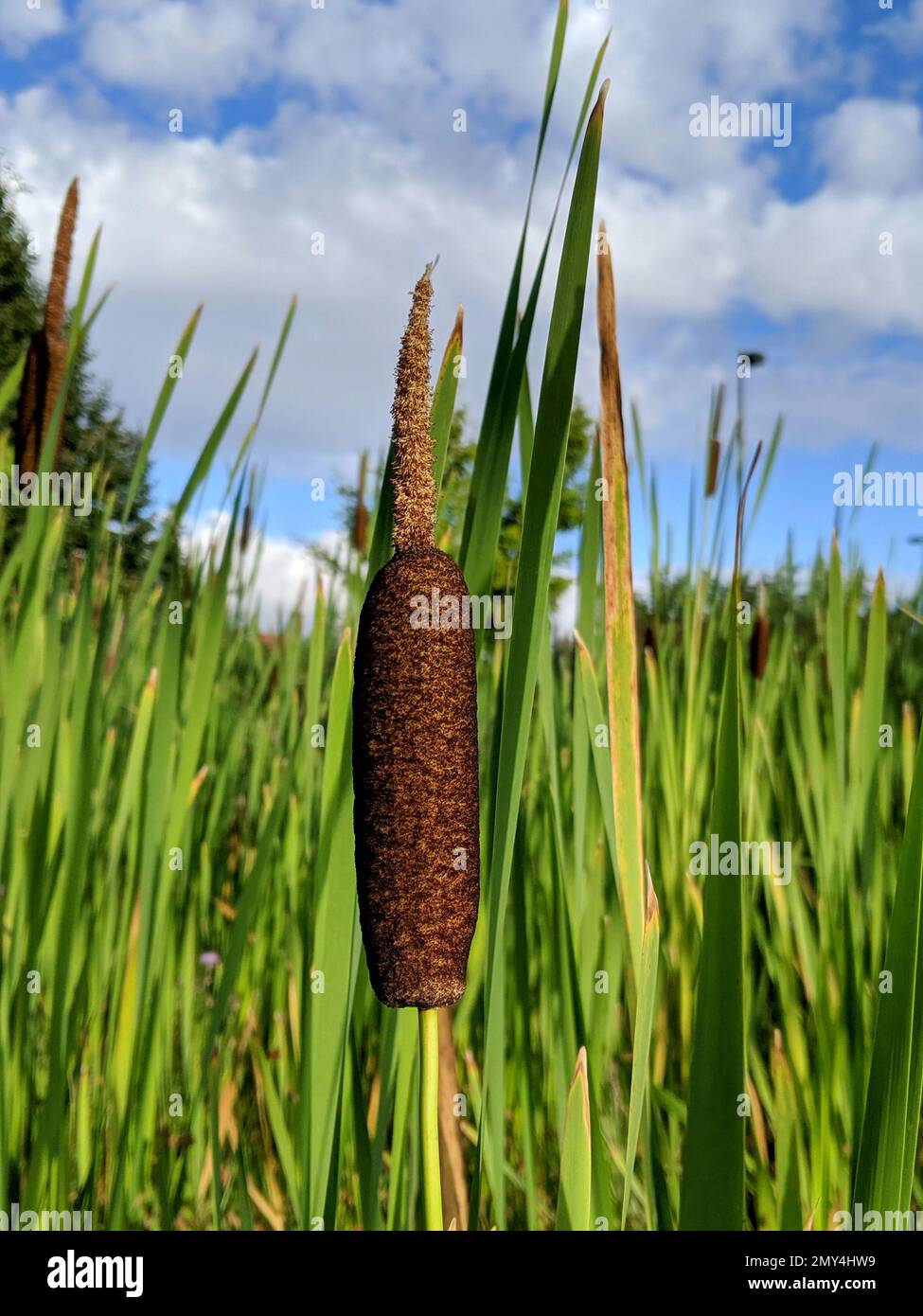 A common cattail (Typha latifolia) under sunlight Stock Photo - Alamy