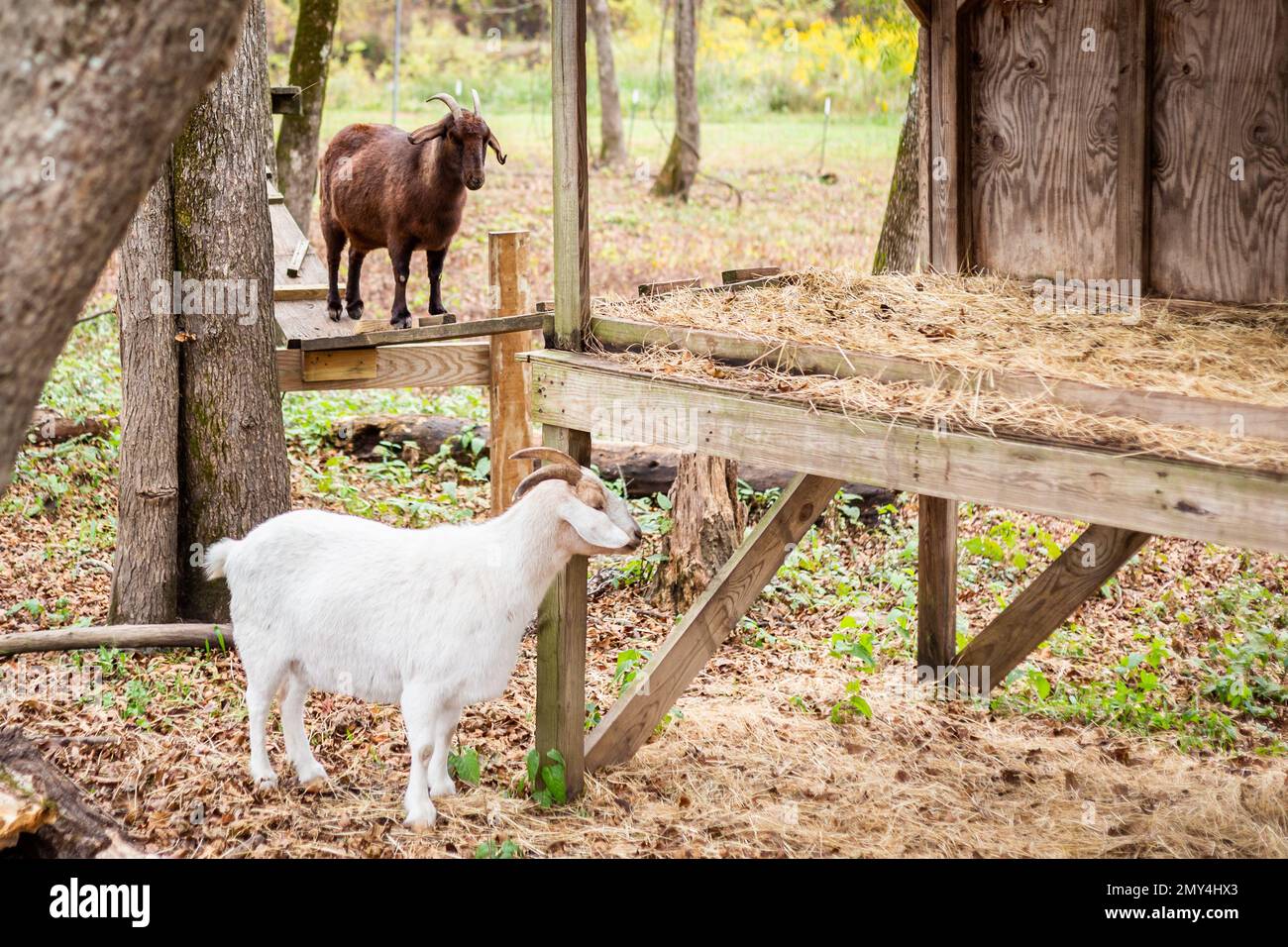 The two domestic goats on a farm Stock Photo - Alamy