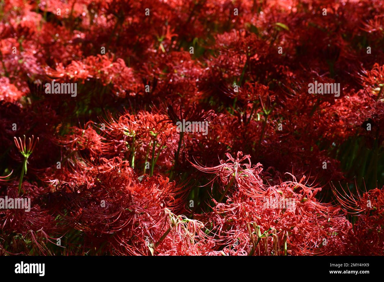 The red spider lilies (Lycoris radiata) in the garden Stock Photo - Alamy