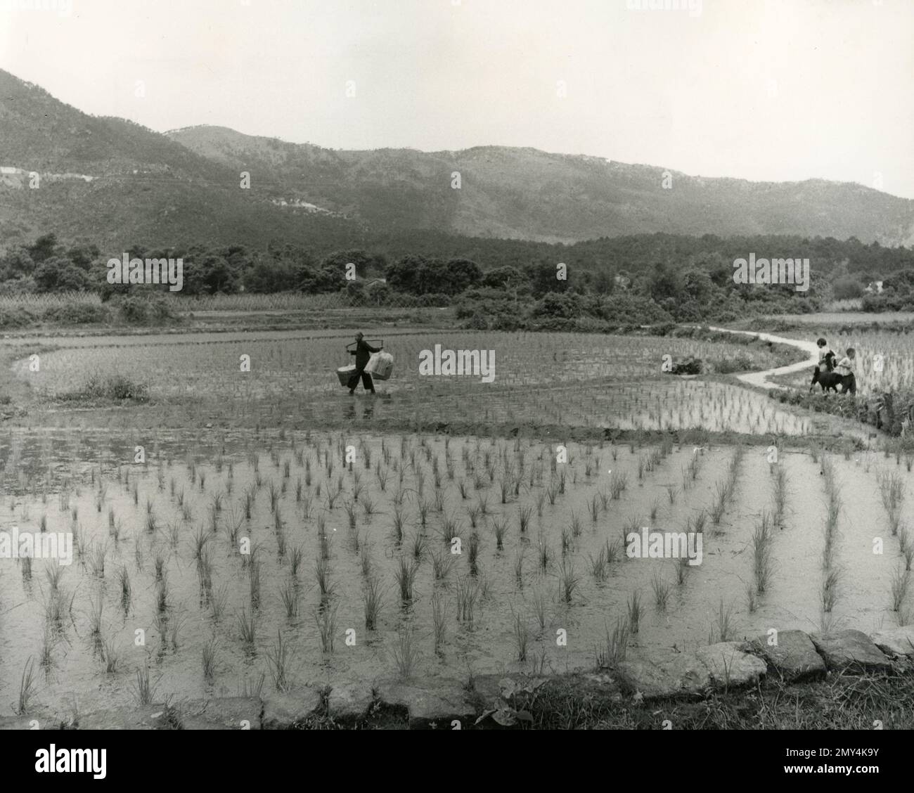 Cultivated rice fields around Hong Kong, 1960s Stock Photo - Alamy