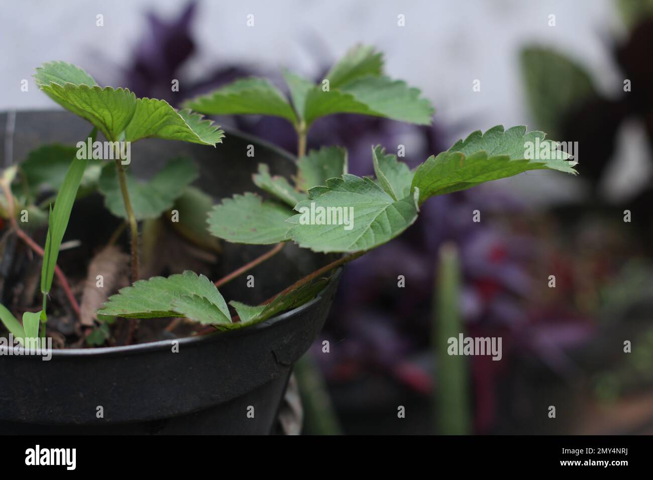 Two flowers planted together in a pot, green and purple Stock Photo - Alamy