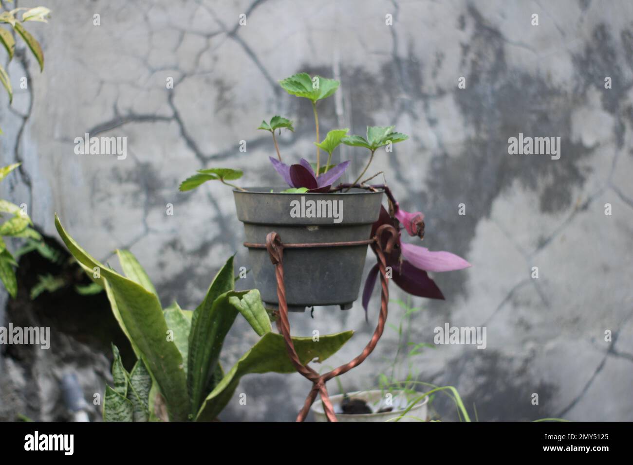 Two flowers planted together in a pot, green and purple Stock Photo - Alamy