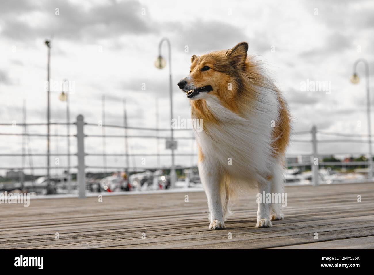 The fur of the fluffy Shetland Sheepdog flutters in the wind. Sheltie ...