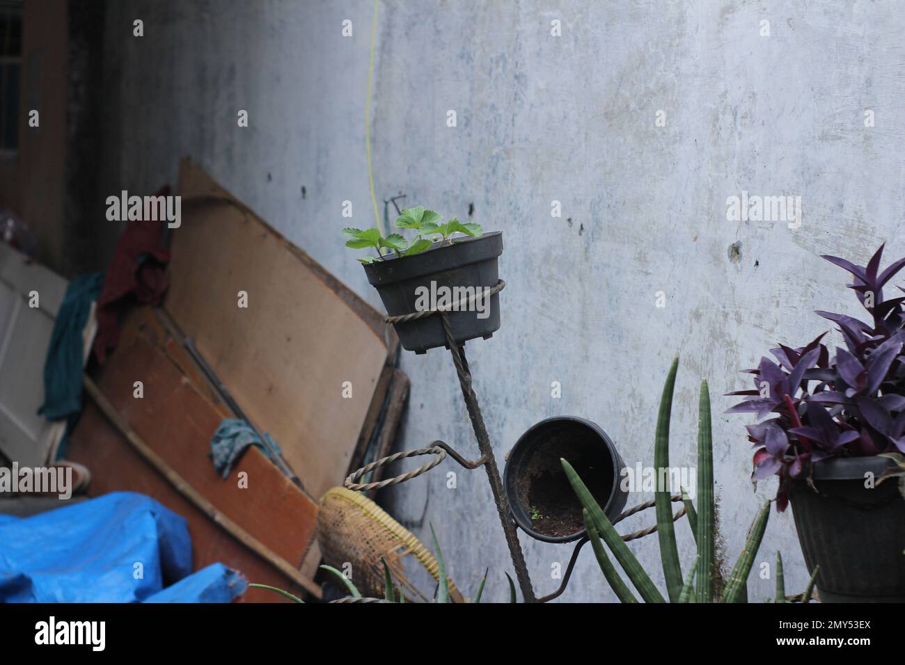 Two flowers planted together in a pot, green and purple Stock Photo - Alamy