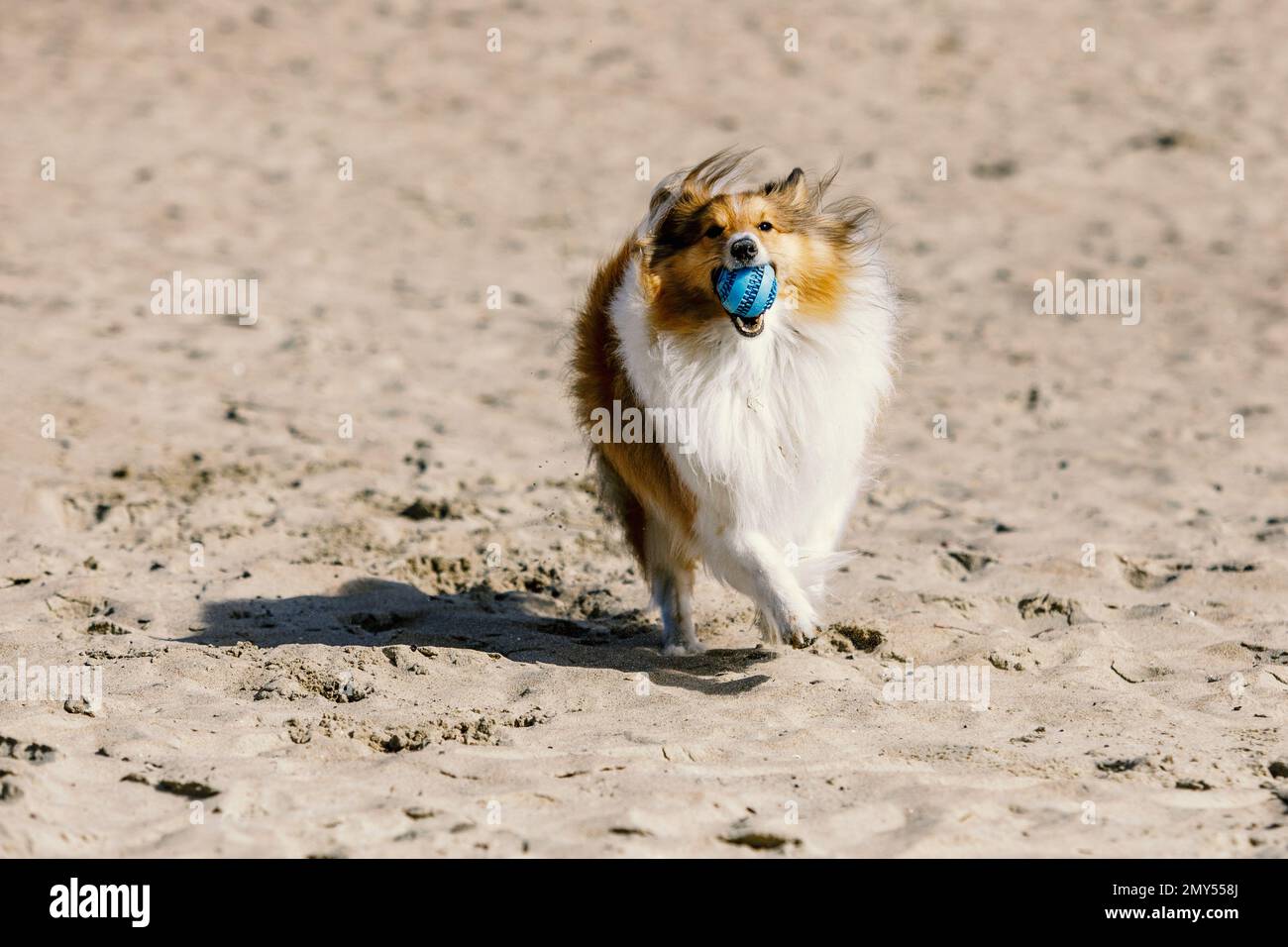 Fluffy sheepdog playing on the summer beach Stock Photo - Alamy