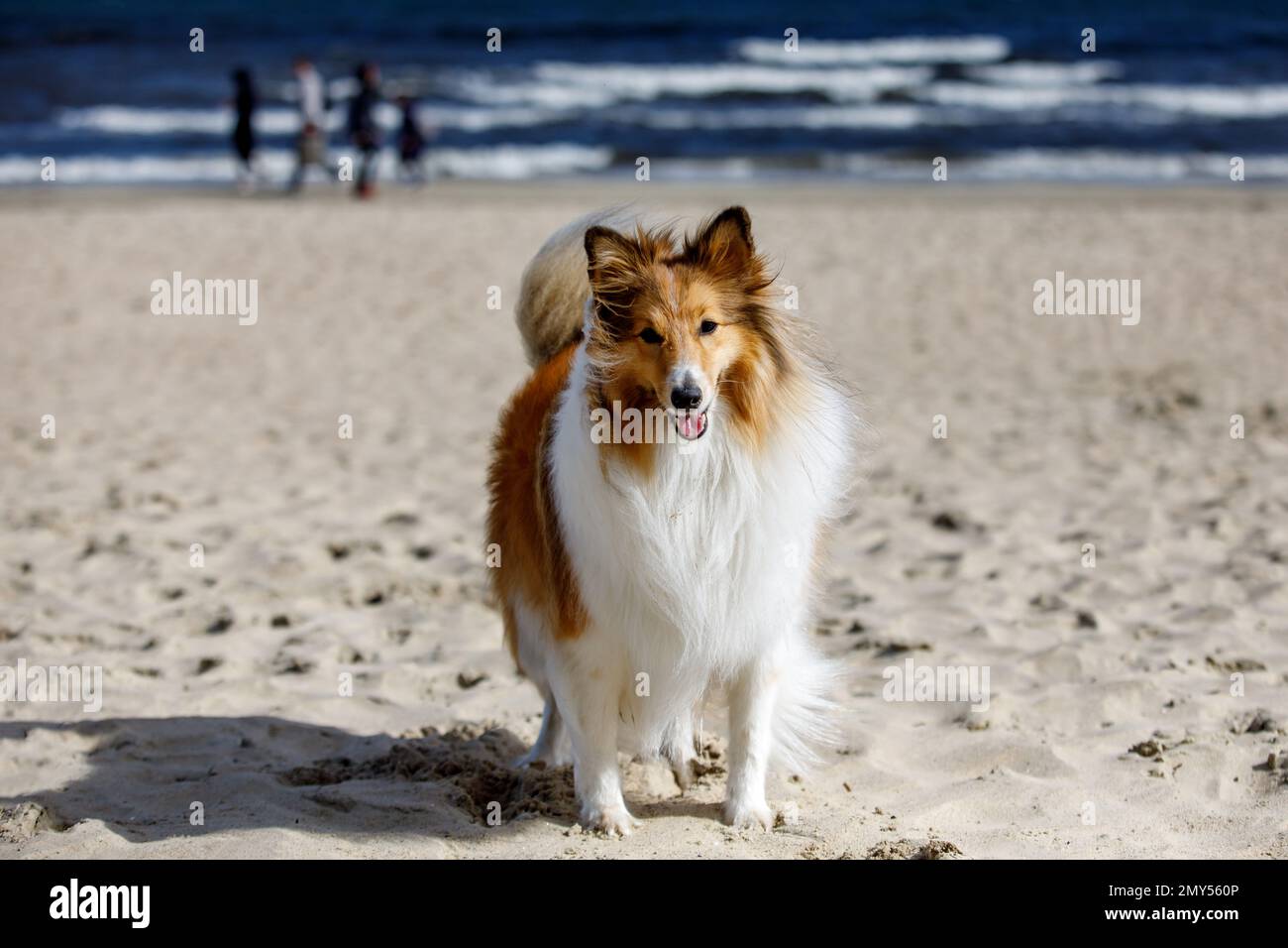 Fluffy sheepdog playing on the summer beach Stock Photo - Alamy