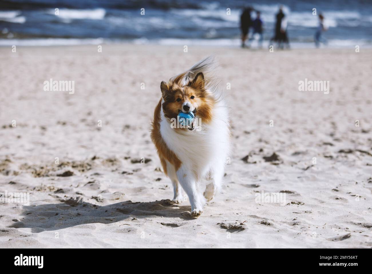 Fluffy sheepdog playing on the summer beach Stock Photo - Alamy