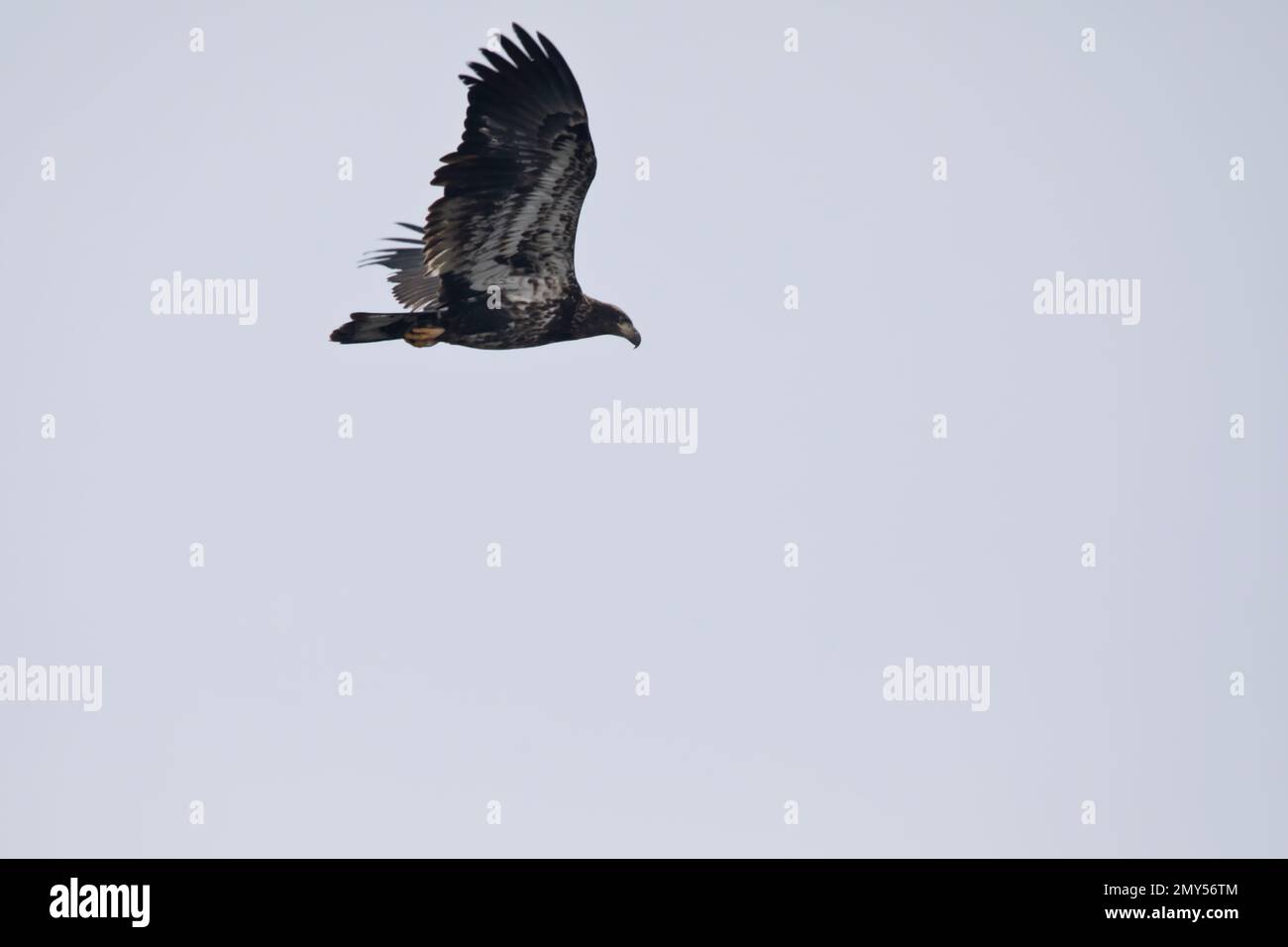 A juvenile bald eagle isolated in a clear blue sky over Davenport, Iowa ...