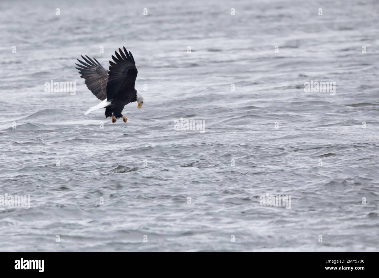Bald eagle looks down hi-res stock photography and images - Alamy