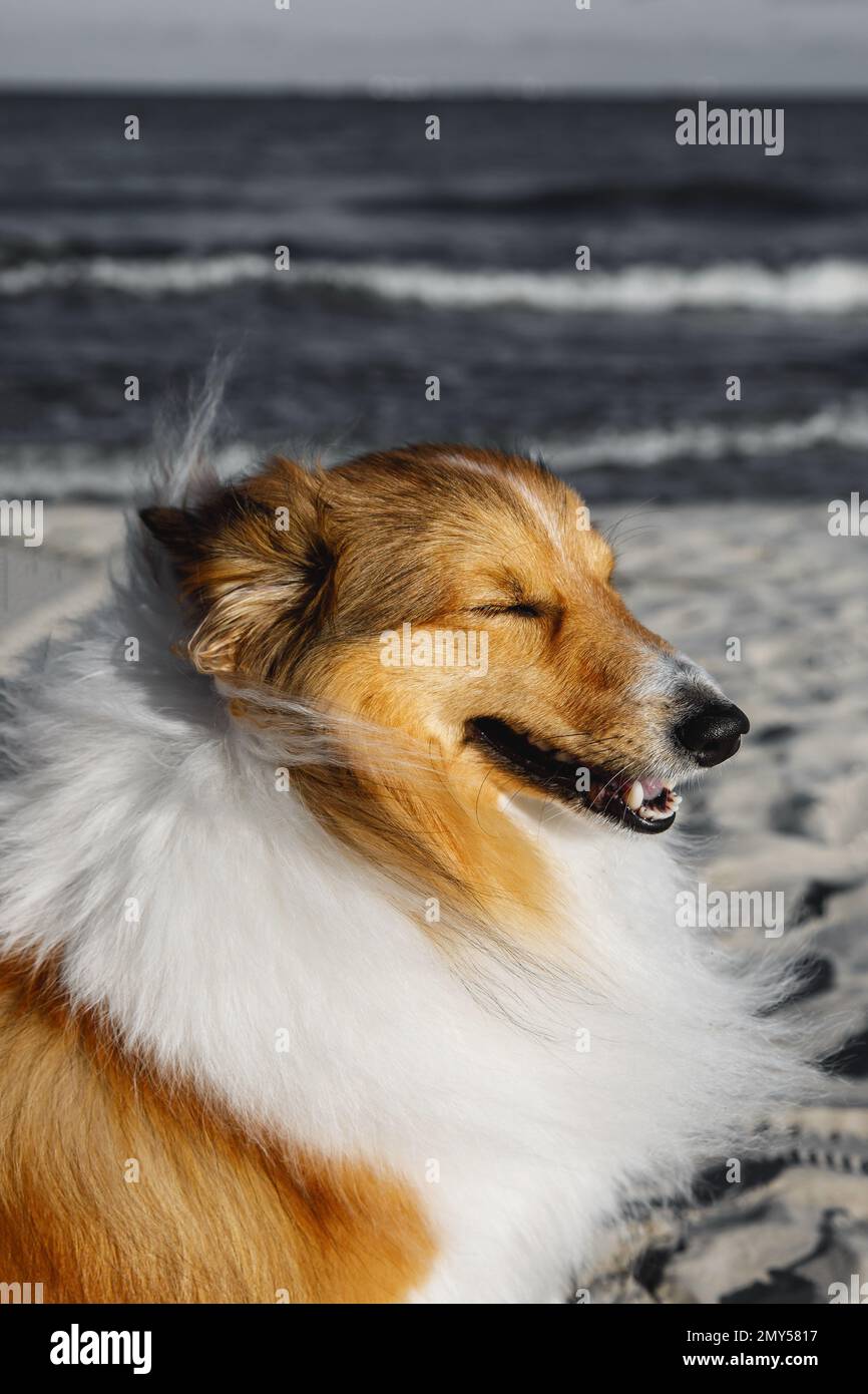 Fluffy sheepdog is on the beach Stock Photo - Alamy