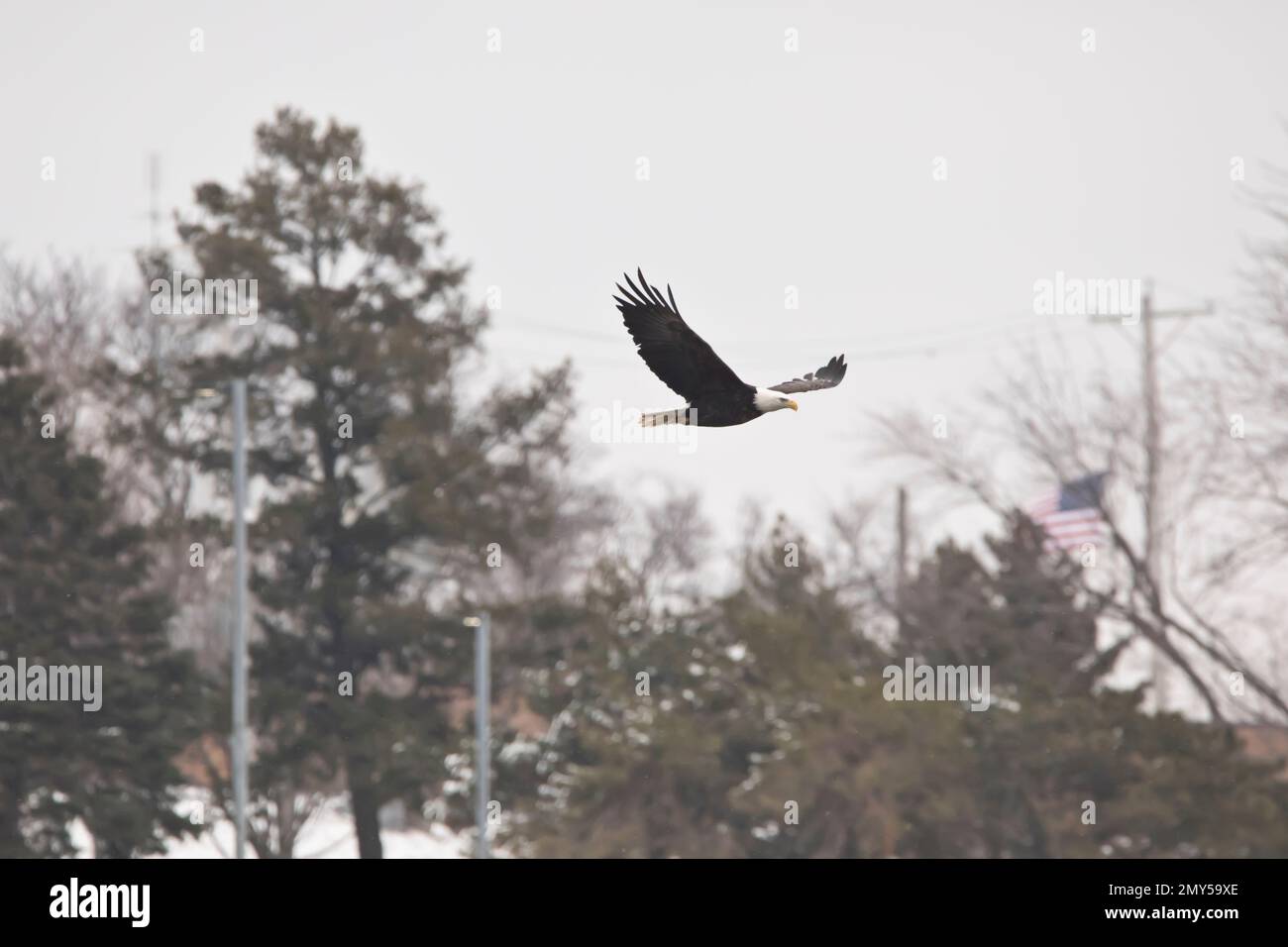 An adult bald eagle flies over trees in Davenport, Iowa on a winter day ...