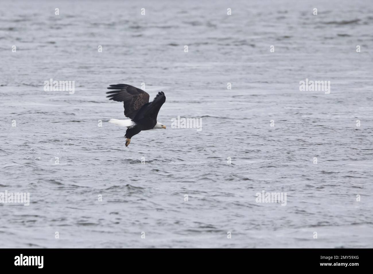 Adult bald eagle with fish in talons flies over the Mississippi River ...