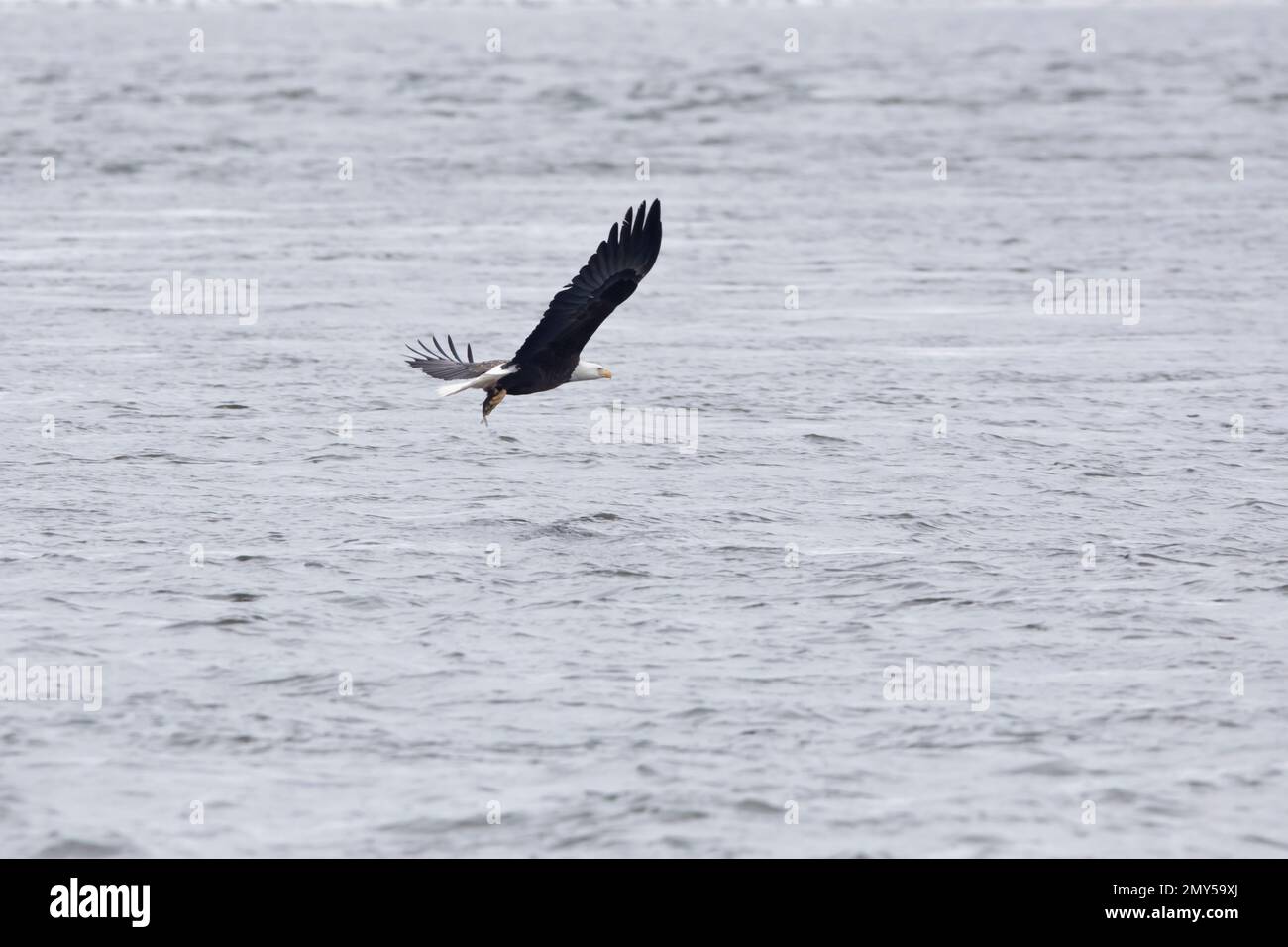 Adult bald eagle in flight over the Mississippi River in Davenport ...