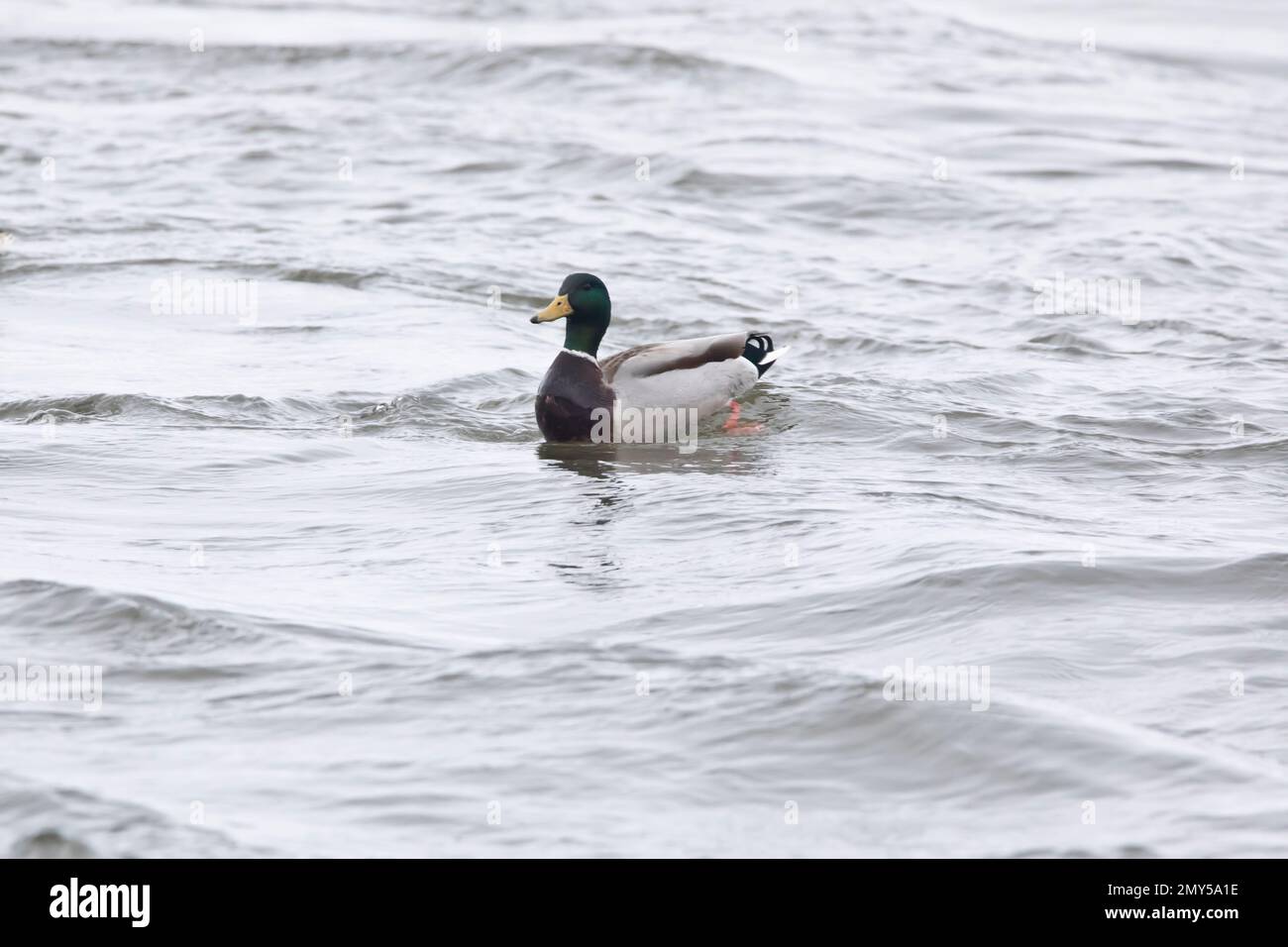 A male mallard duck floats on the Mississippi River in Davenport, Iowa on a winter day Stock ...