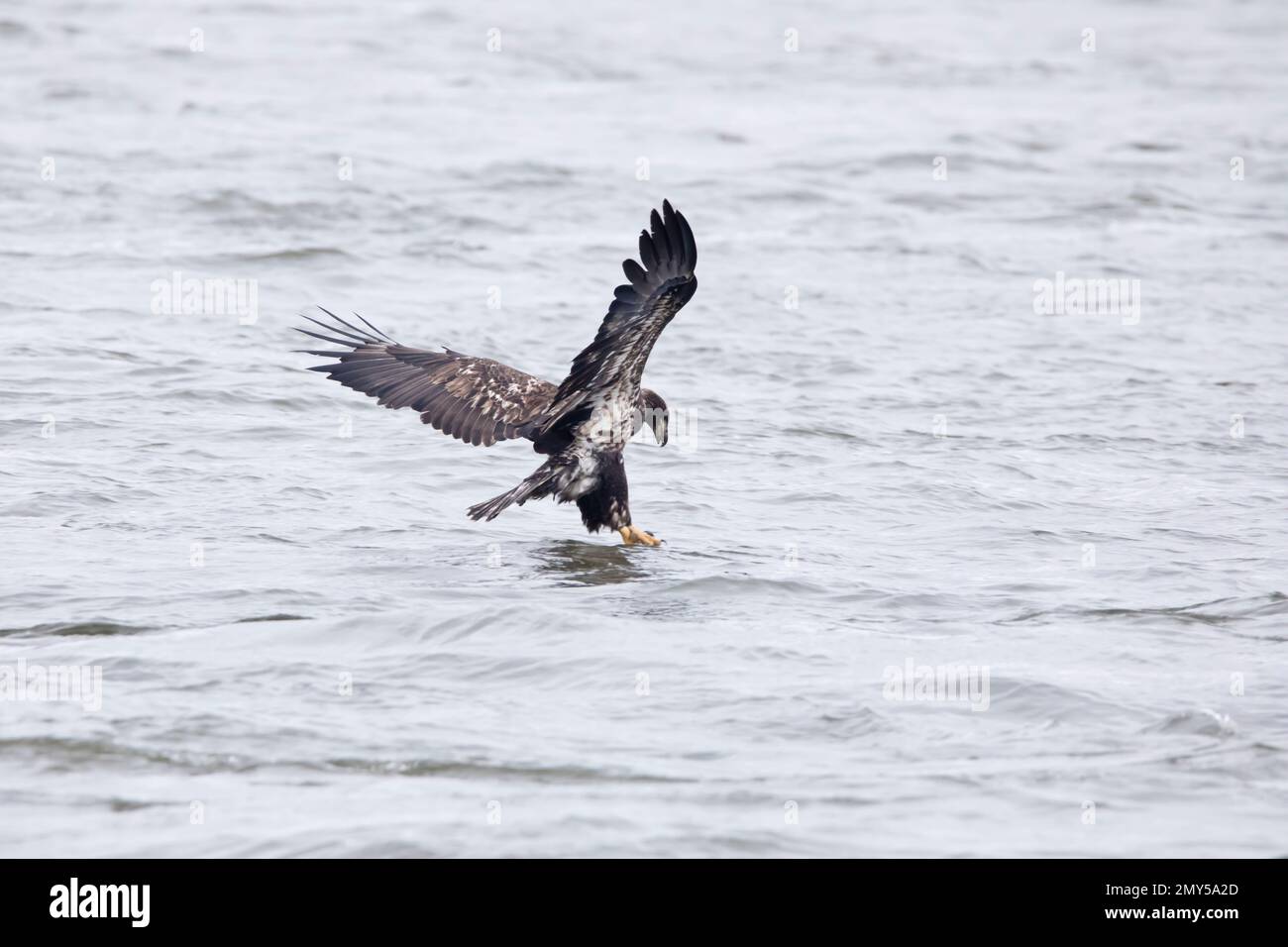 Bald eagle catching hi-res stock photography and images - Alamy