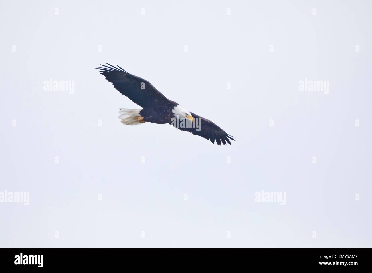 Adult bald eagle, Haliaeetus leucocephalus, in flight with spread wings ...