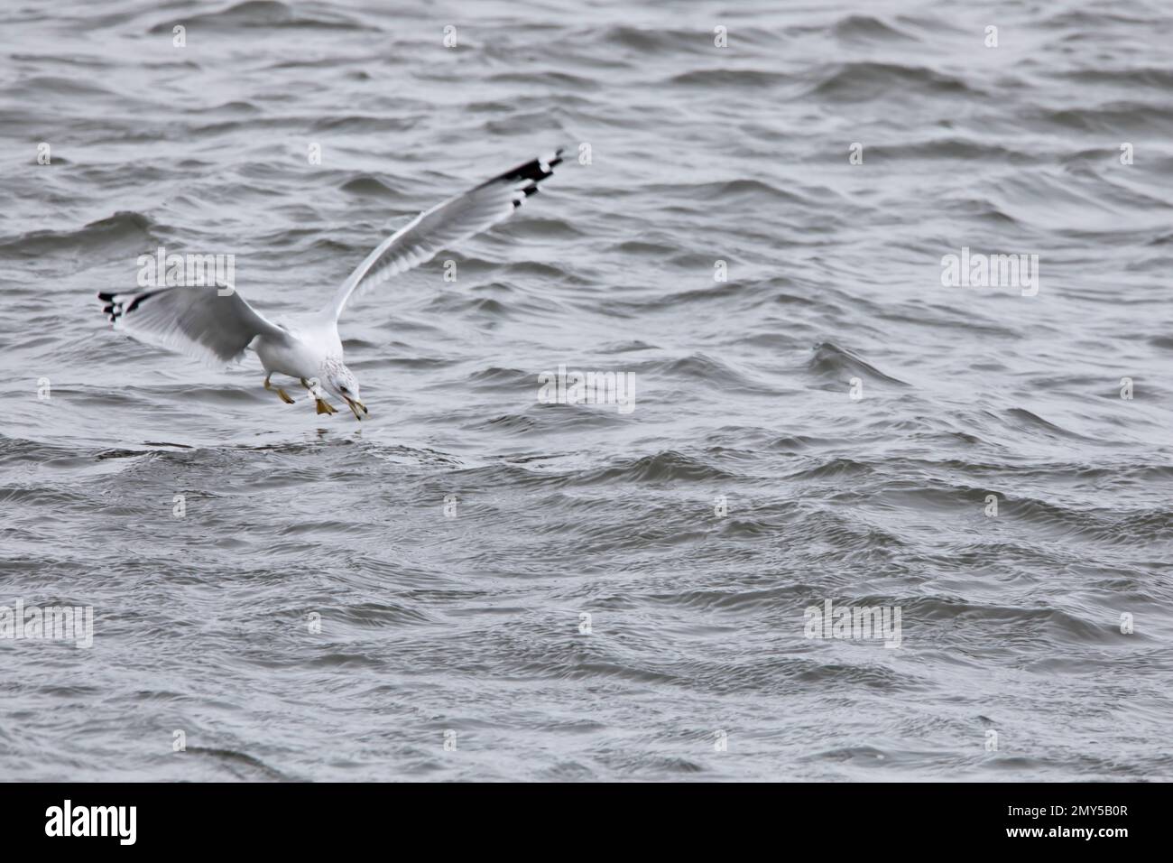 Front view of a ring billed gull bending down to catch a fish in its ...