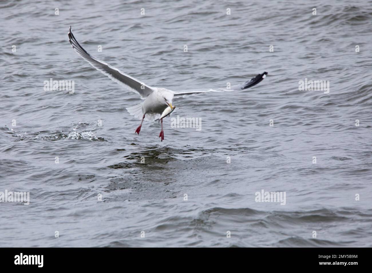 Front view of a ring billed gull with a fish in its beak flying over ...