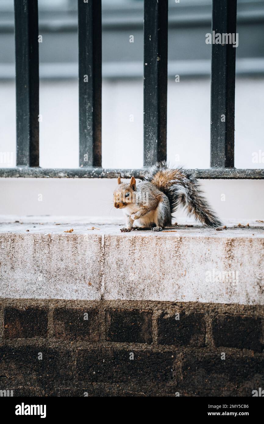 Squirrel Chipmunk animal in a park in London England City Stock Photo ...