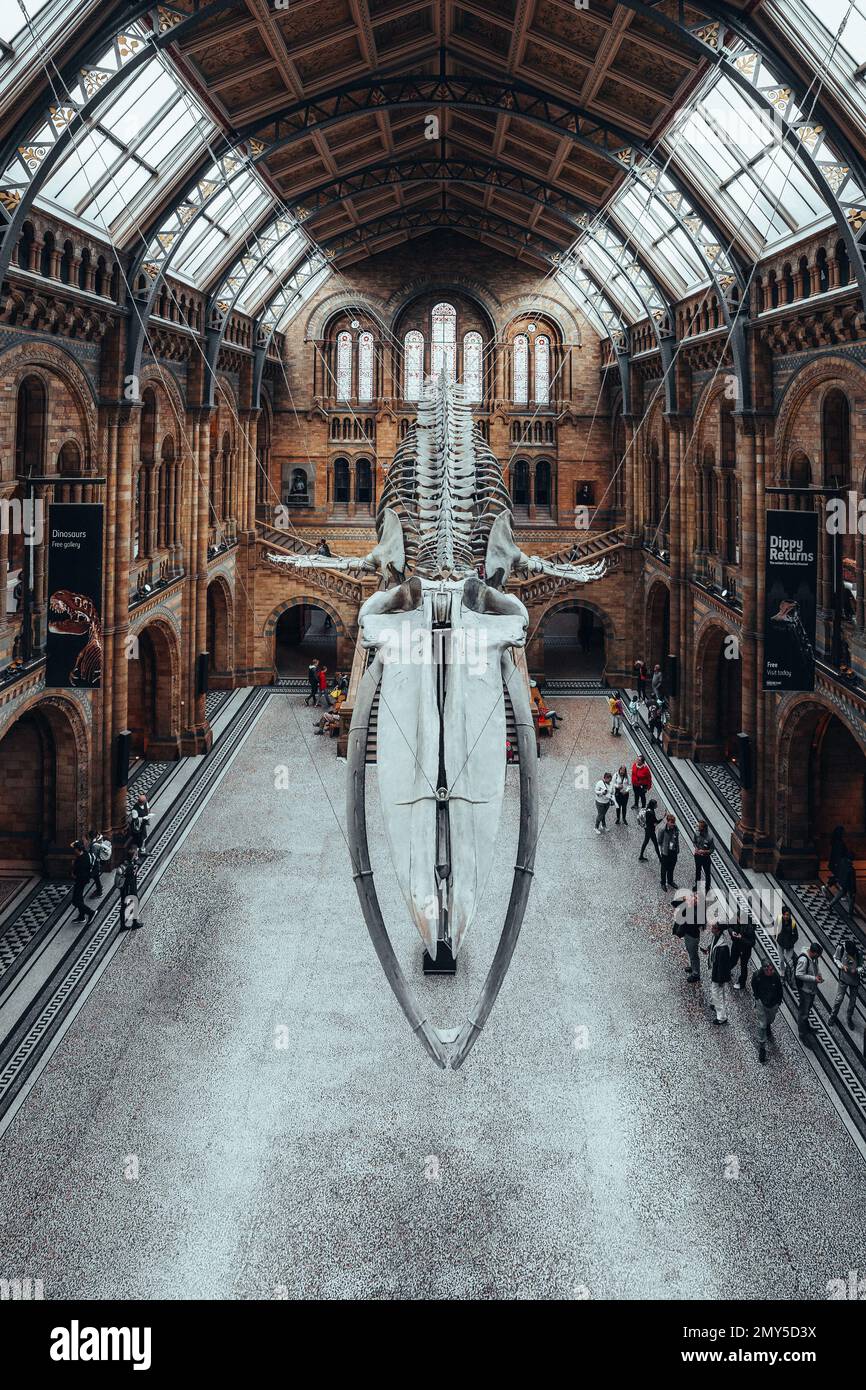 Dinosaur Skeleton in Natural History Museum in London United Kingdom ...