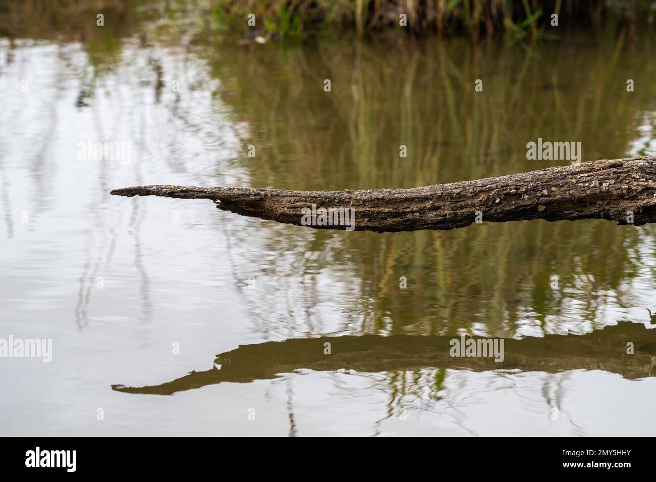 Cracked branch reflecting in a water pond in the wetlands of Beauchamp ...