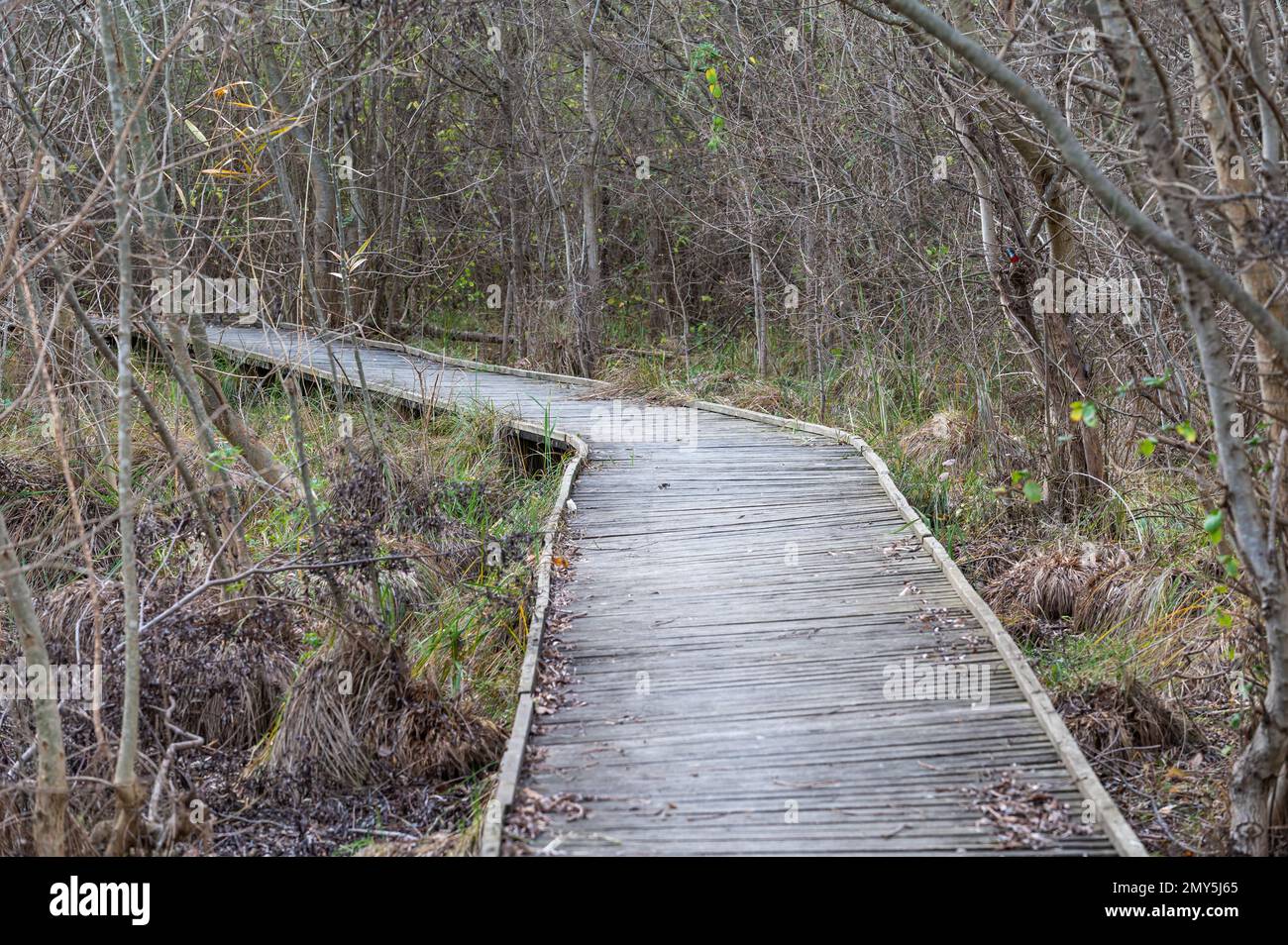 Wooden walking trail through the wetlands of Beauchamp, Arles, Provence ...