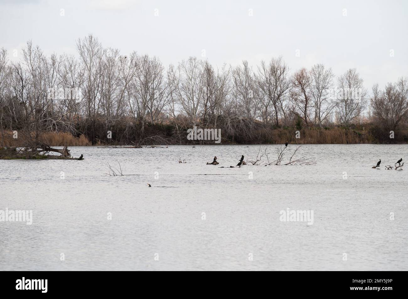 Landscape view over the pond of the Beauchamp pond and swamp, Arles ...
