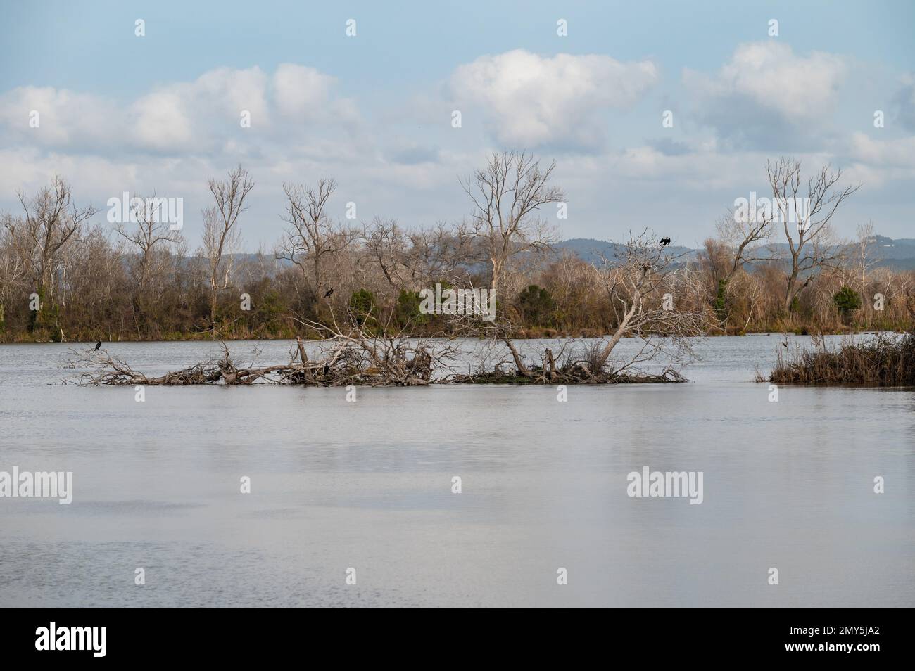 Landscape view over the pond of the Beauchamp pond and swamp, Arles ...
