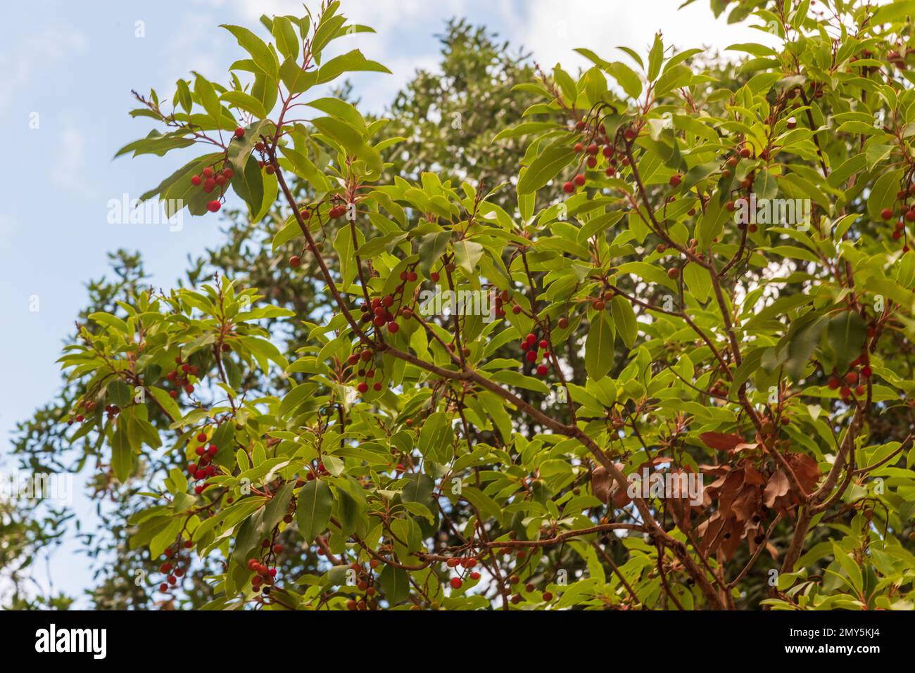Trunk of arbutus tree with its peeling pink bark. View of Kziv Stream ...