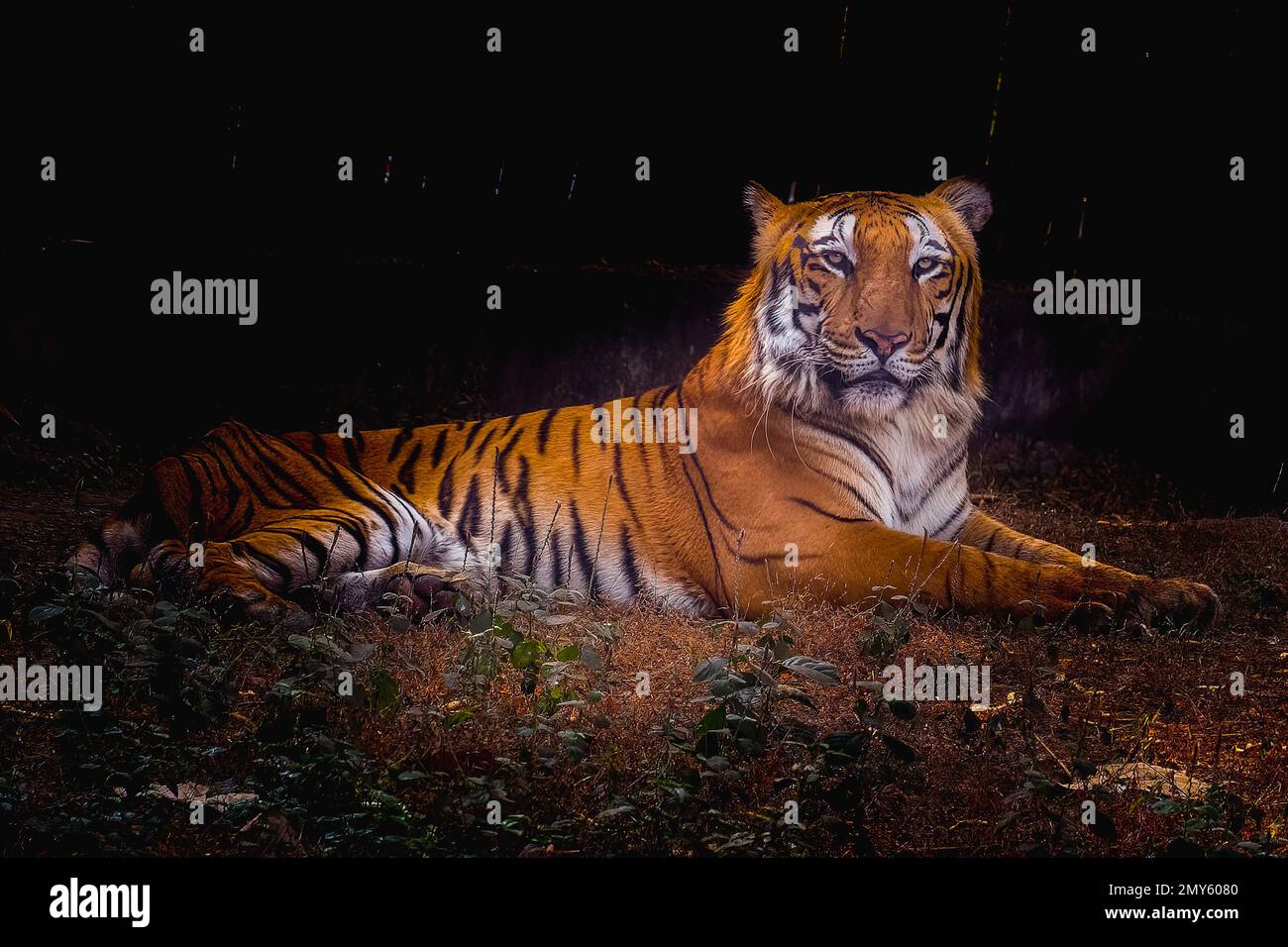 Bengal Tiger resting in its area Stock Photo - Alamy