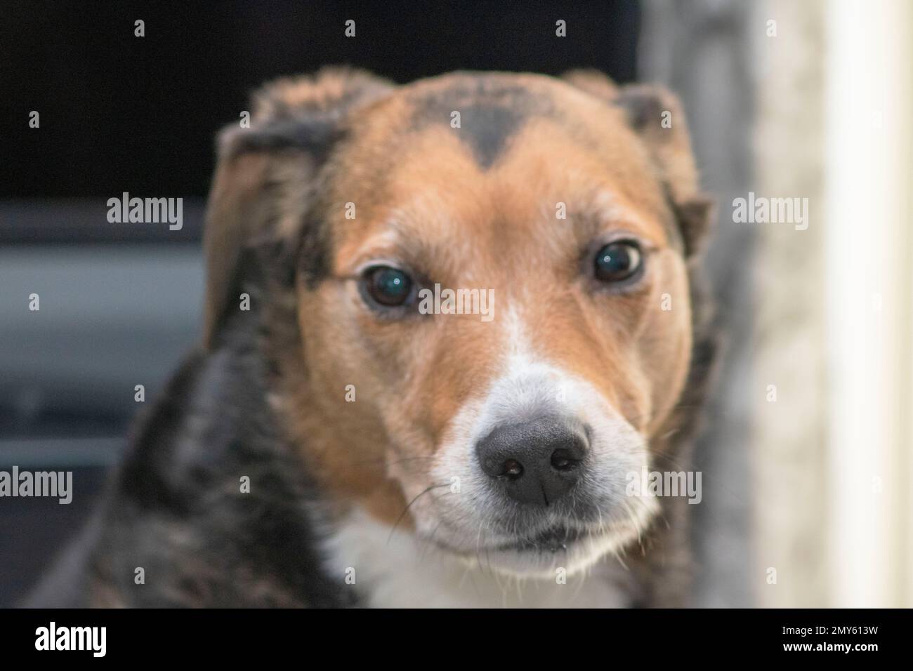Beagle Cross dog Stock Photo - Alamy
