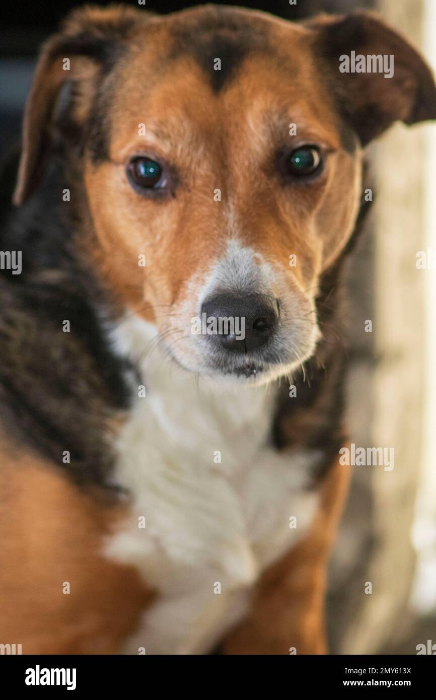 Beagle cross hi-res stock photography and images - Alamy