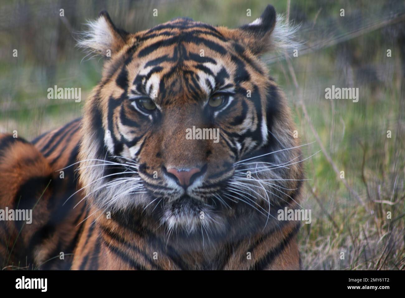 Sunda tiger hi-res stock photography and images - Alamy