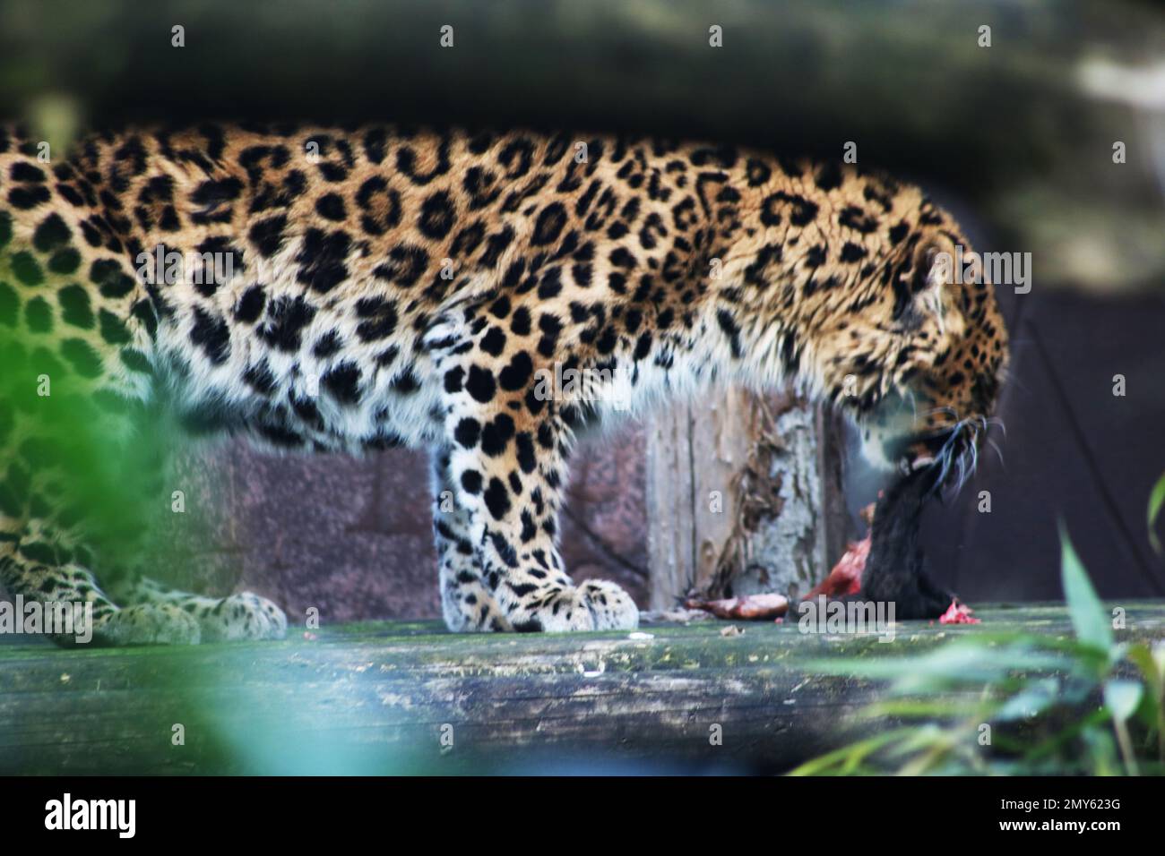 Amur leopard russia hi-res stock photography and images - Alamy