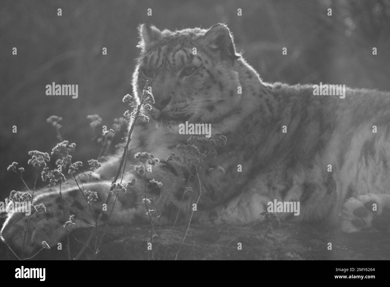 Eating snow leopard hi-res stock photography and images - Alamy