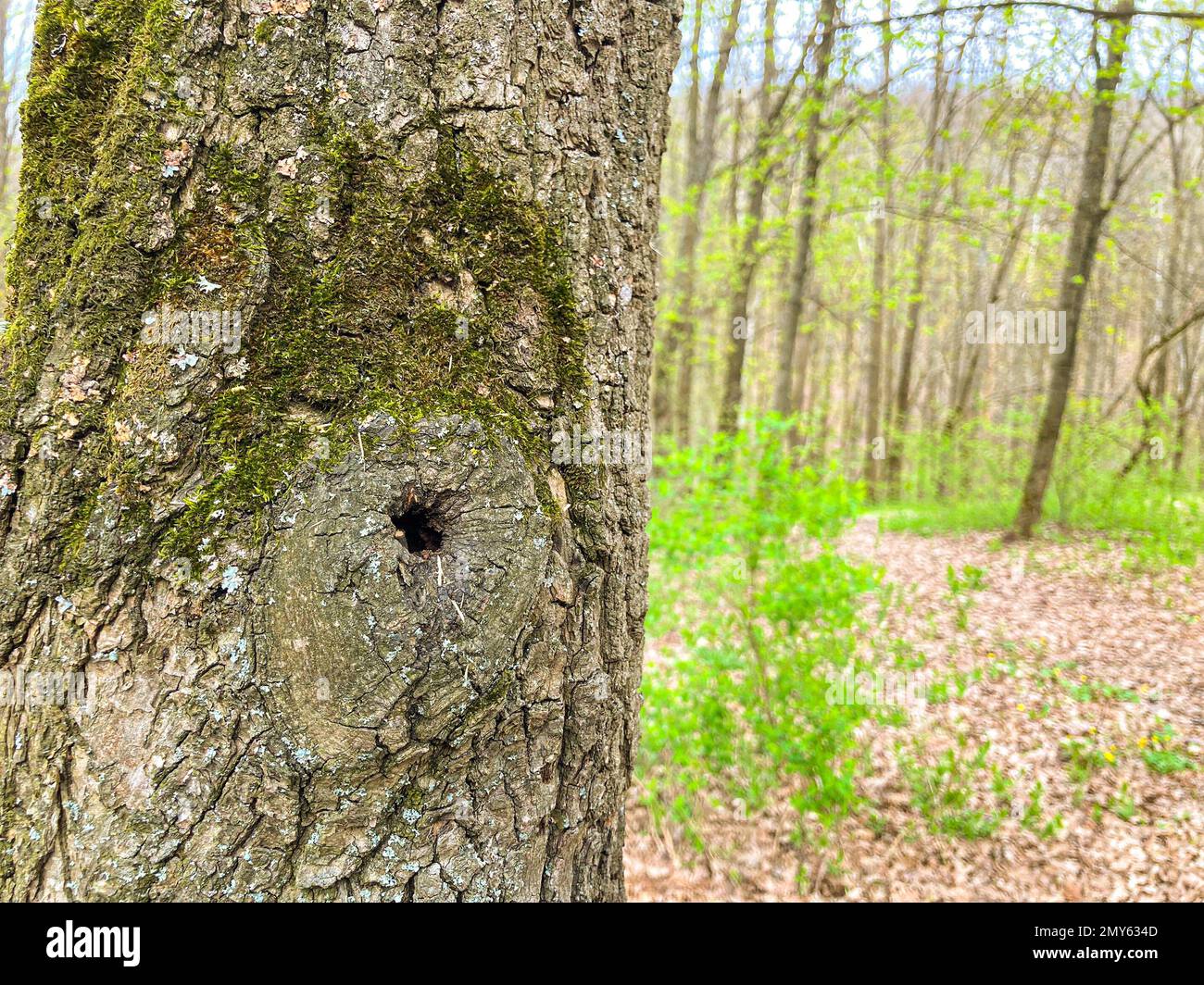 Naturally formed in the trunk hi-res stock photography and images - Alamy