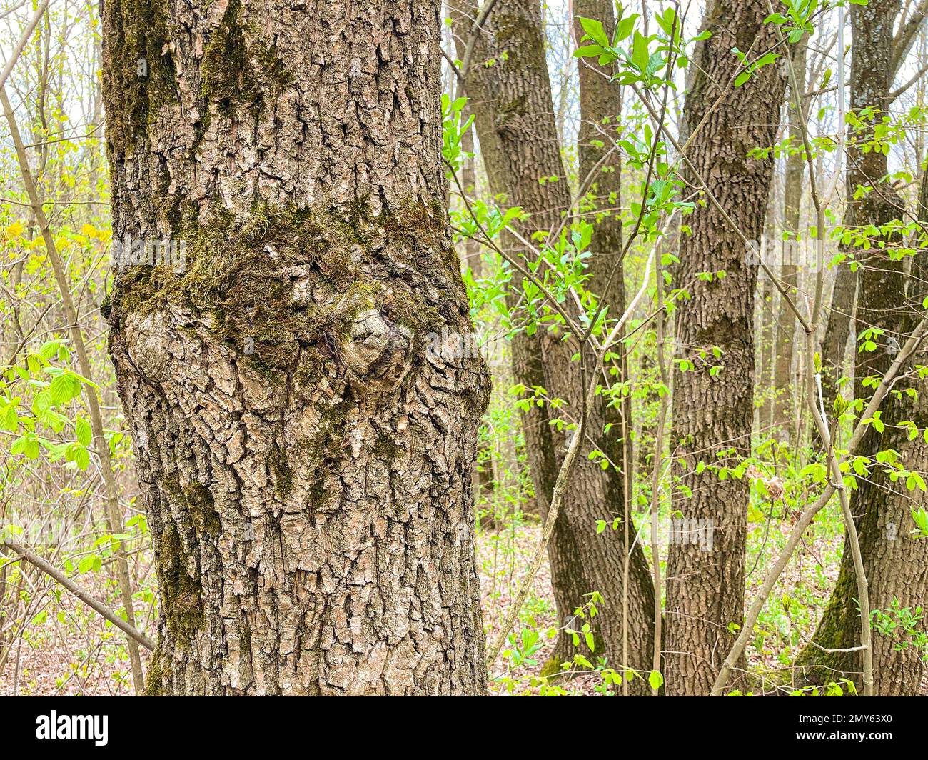 Photo of a tree trunk. The bark of the trunk is infested with pests ...
