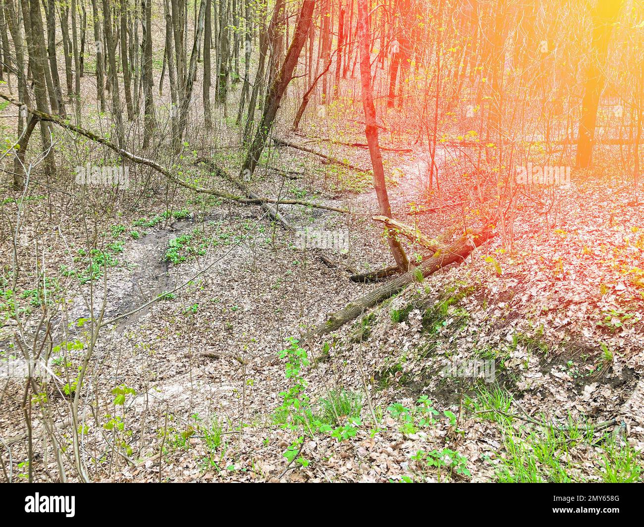 Sparse forest, fallen trees, a stream in the forest. The trail in the ...