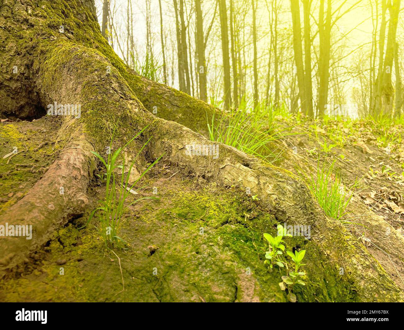 Green tree roots hi-res stock photography and images - Alamy