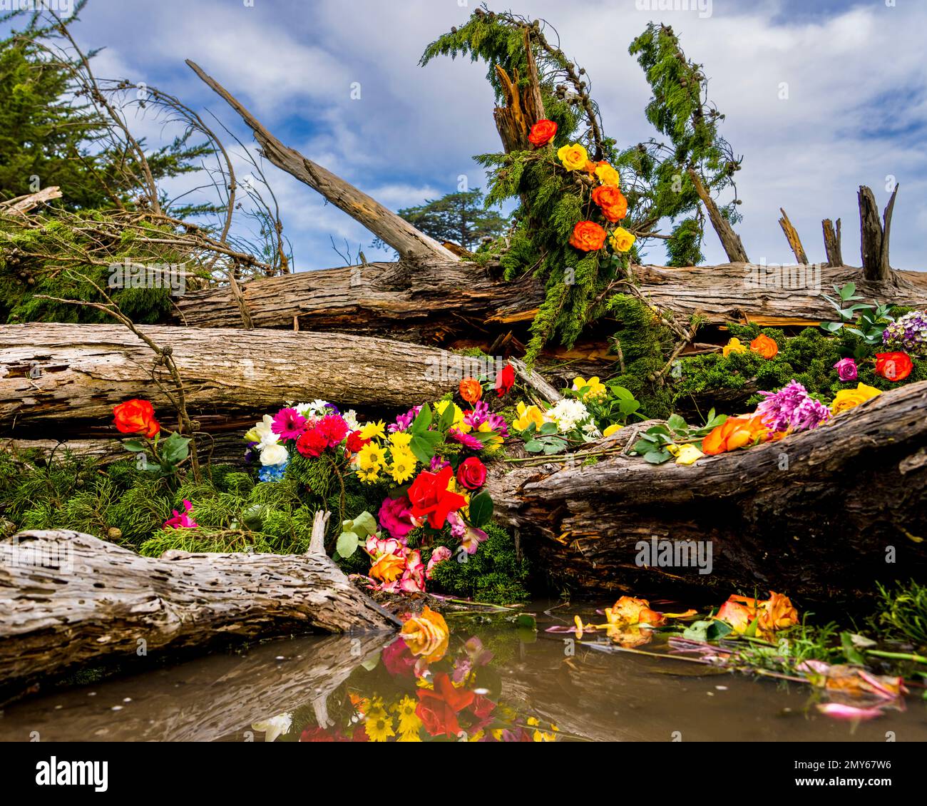 Storm damage winter storm damage hi-res stock photography and images ...