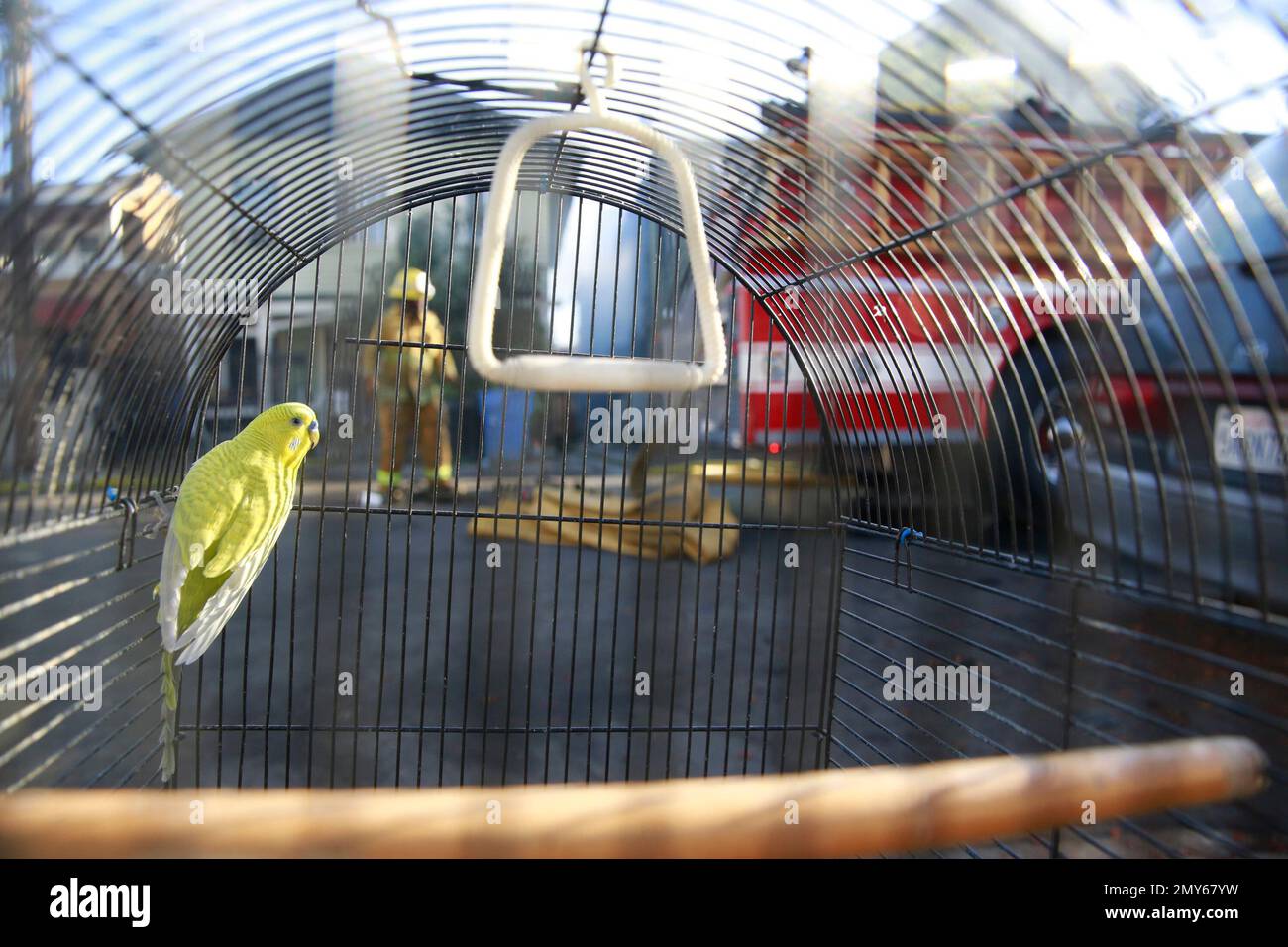 A parakeet sits in its cage on the curb after Los Angeles firefighters ...