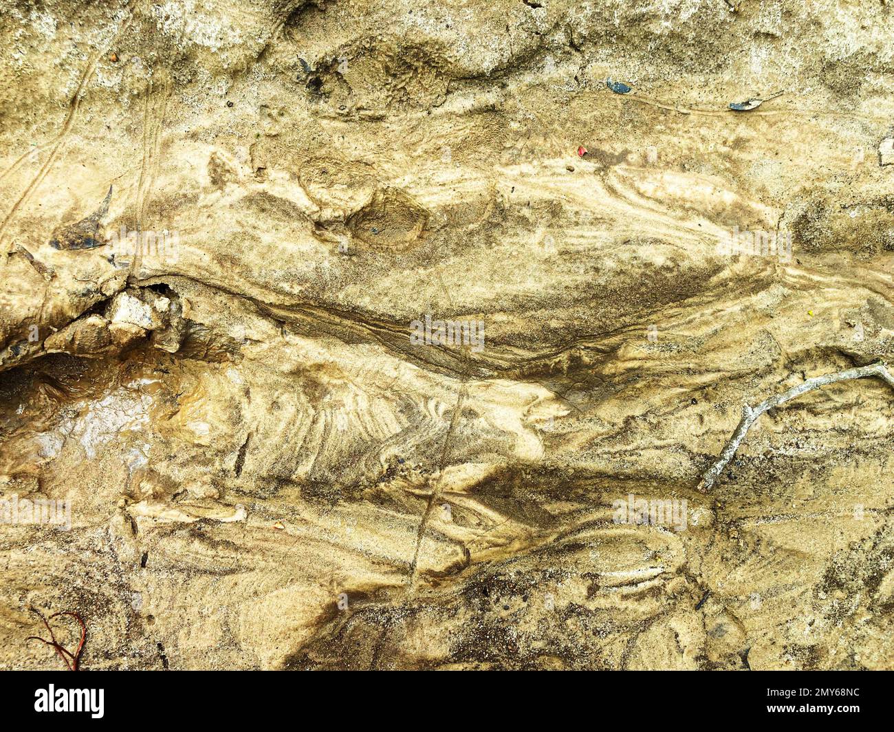 background texture studio scene of forest sand ground, texture of the ...